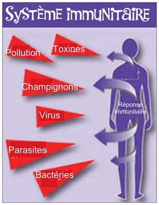 Renforcez votre système immunitaire en 3 coups de crayon – Forme Sante ...